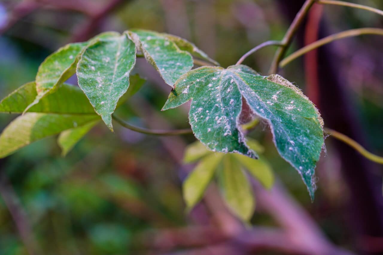 Understanding and Managing Powdery Mildew on Trees in Connecticut ...