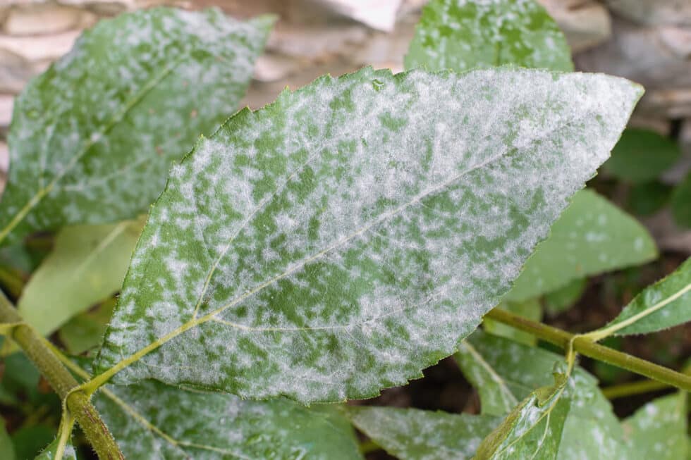 Understanding and Managing Powdery Mildew on Trees in Connecticut ...
