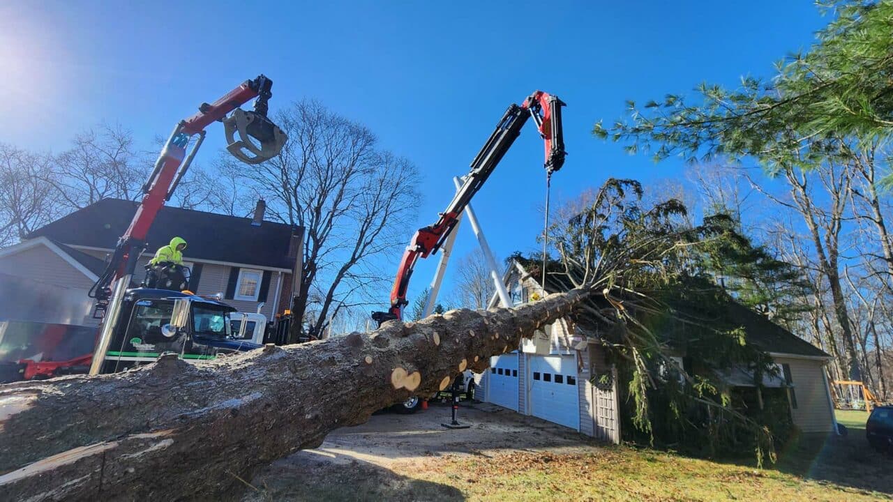 Arborist Services - Green Valley Tree